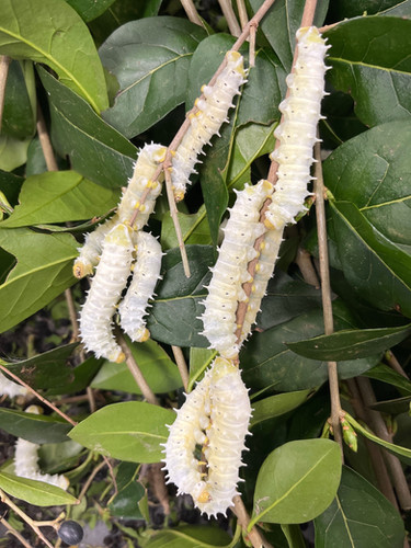 Philosamia ricini (Bombyx eri ) | Insect Express