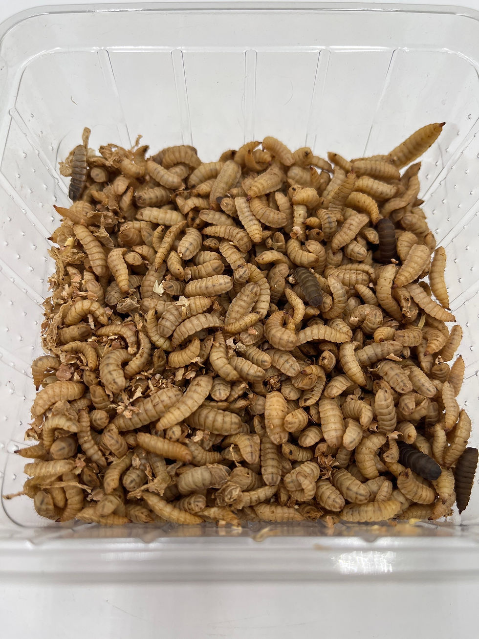 larves de mouche soldat | InsectExpress