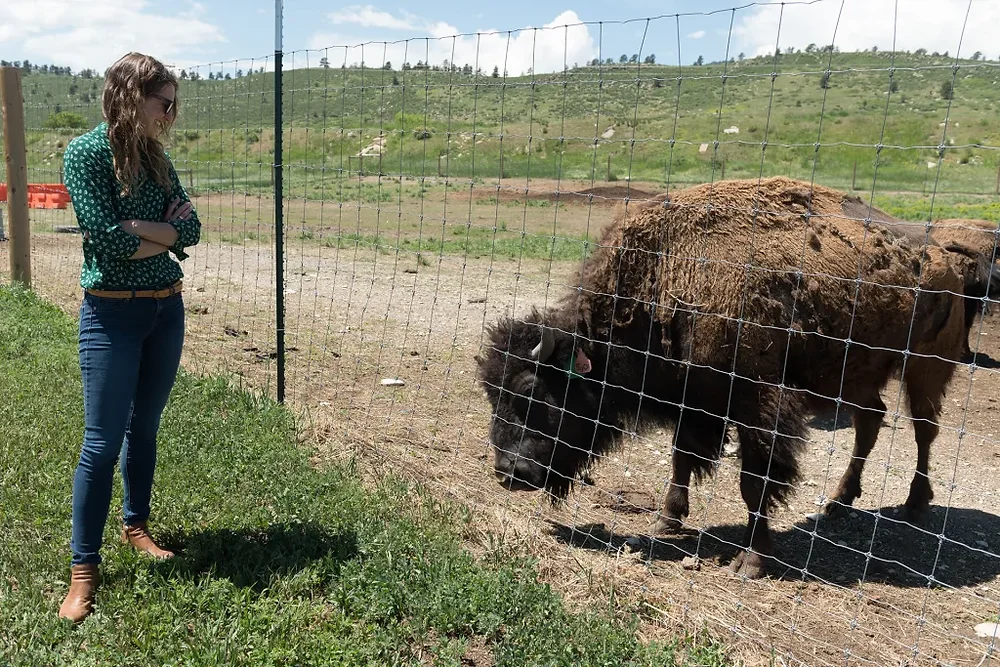 A CSU researcher bred a disease out of iconic Yellowstone bison so they ...