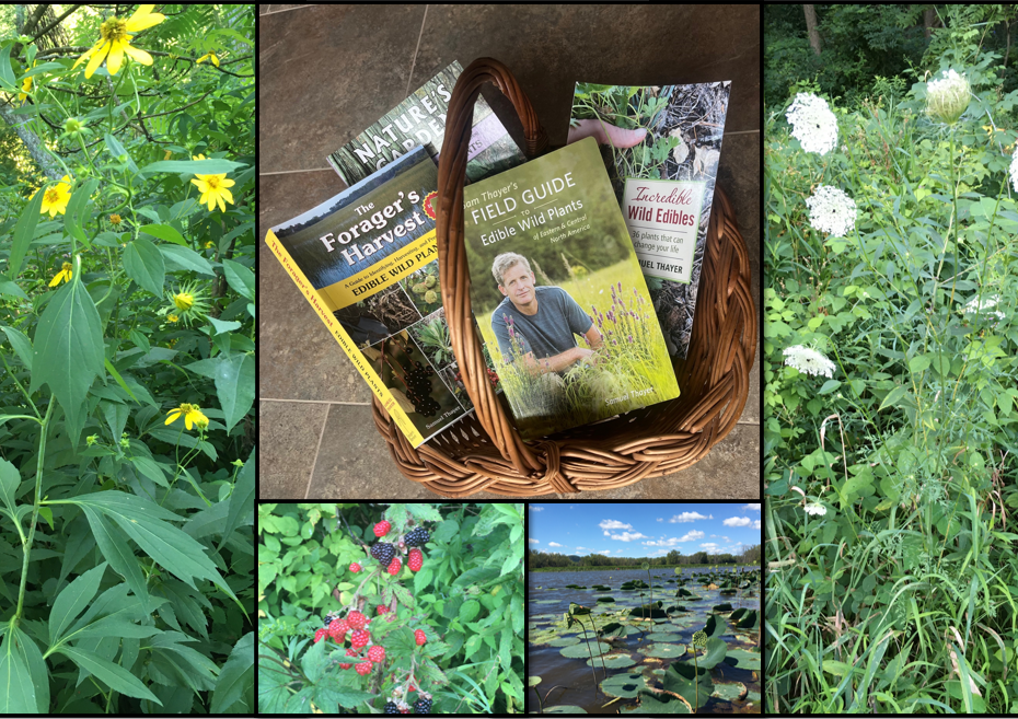 Late Summer Foraging with Sam Thayer | Iowisota