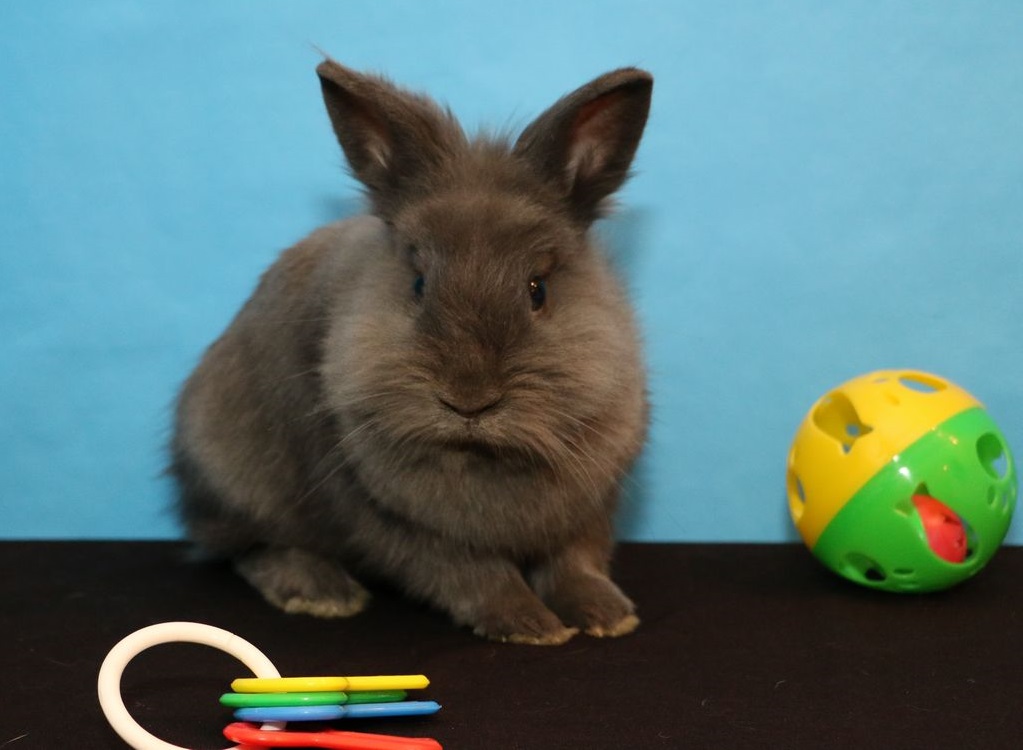 Donate | Alabama Rabbit Rescue