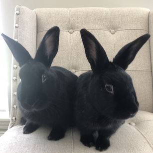 Our Rabbits | Alabama Rabbit Rescue