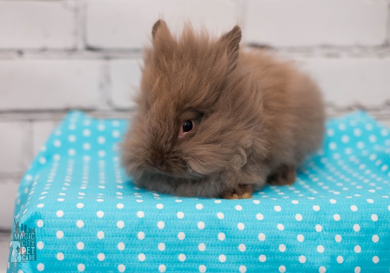 Donate | Alabama Rabbit Rescue