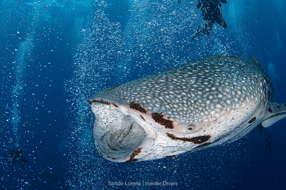Whalesharks with Parasites