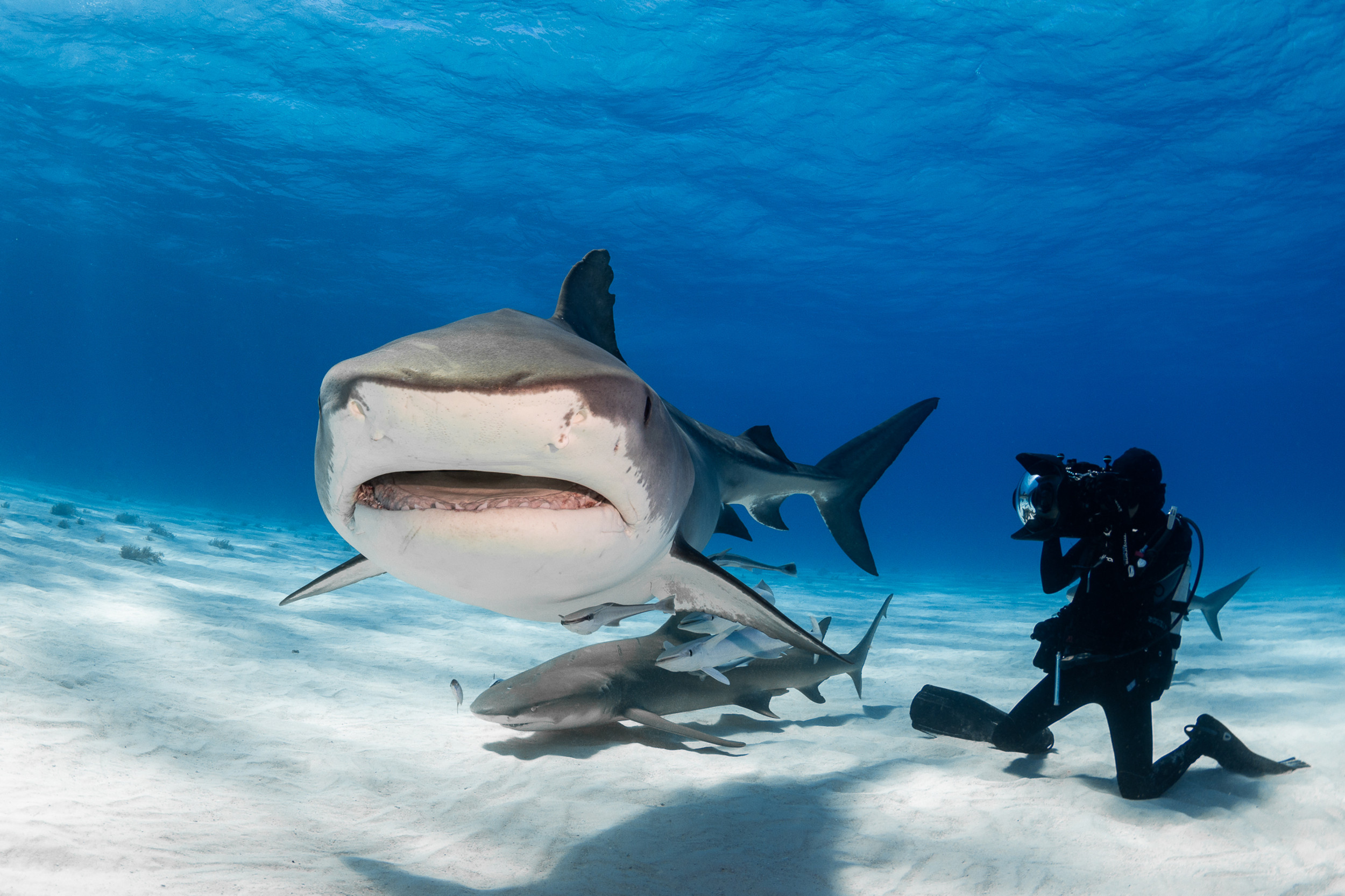 Bahamas | Shark Workshop | Insider Divers
