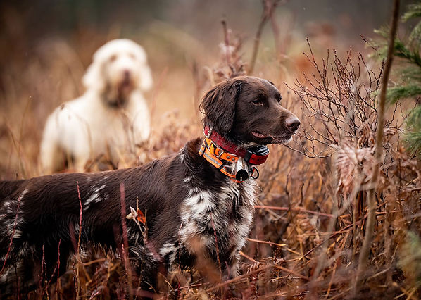 About our Kennel Services | Markover Kennels | Danielson, Connecticut