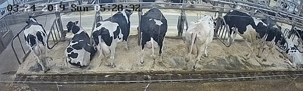 What’s the scoop on cow poop?