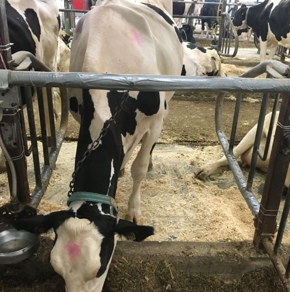 Have the cows hit the wall? Validation of contact mats for use in tie-stall