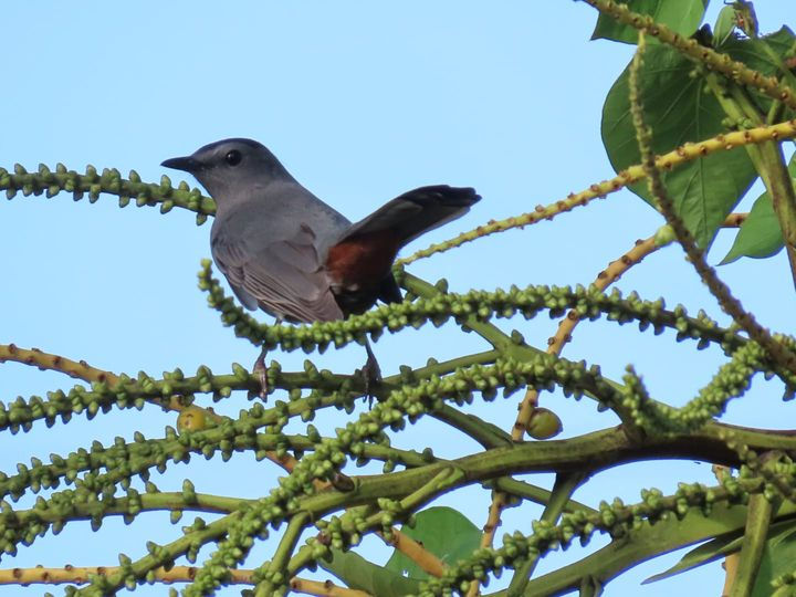 Home | Florida Keys Birding and Wildlife