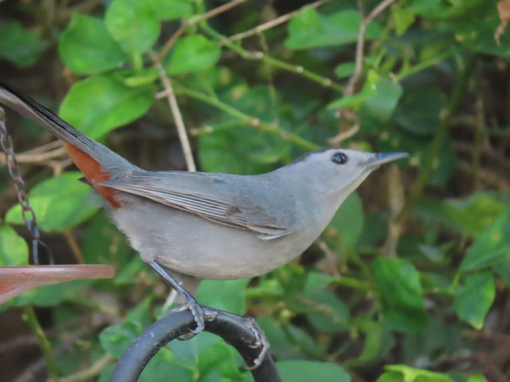 Home | Florida Keys Birding and Wildlife