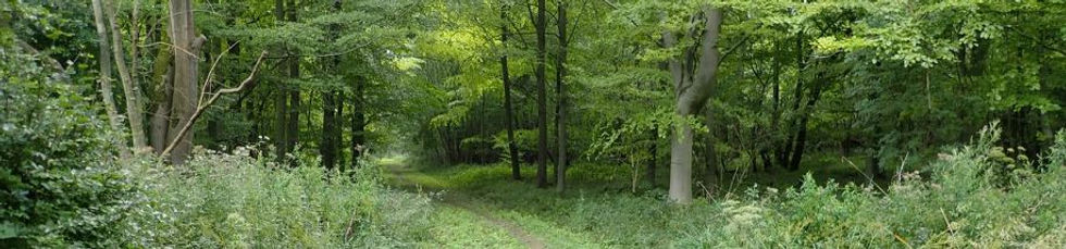 Ancient Woodlands of Rockingham Forest