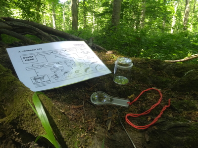 Teaching Trees in Rockingham Forest