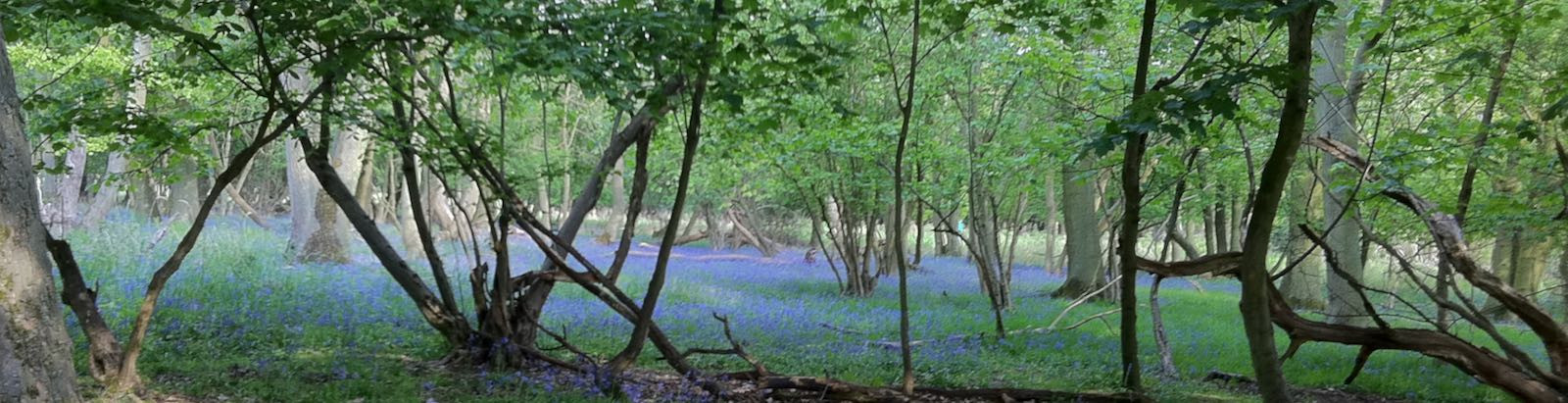 Woodlands of Rockingham Forest