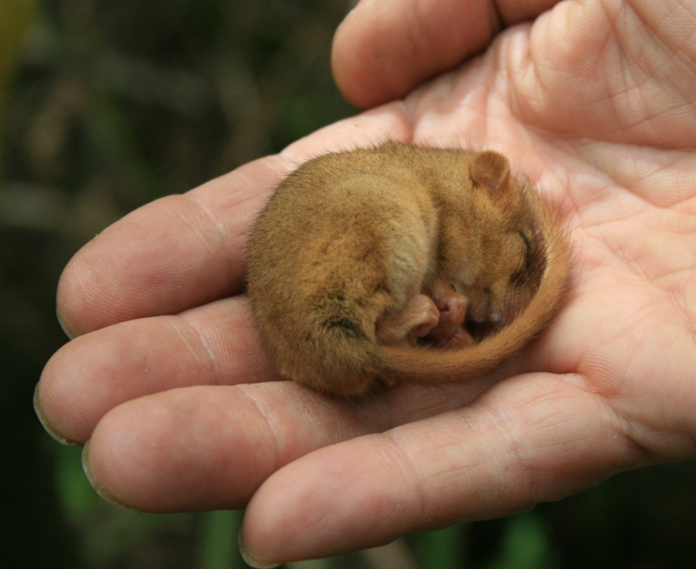 Dormice in Rockingham Forest