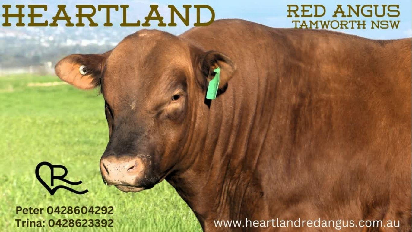 Heartland Red Angus - Tamworth NSW