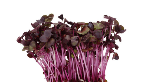 SAKURA MIX 16 Stk. - Germogli Microgreens | BEST FOODS HUNTER