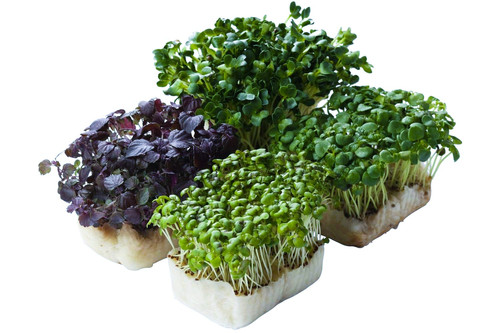 SHISO KRESSE MIX 16 Stk. - Germogli Microgreens | BEST FOODS HUNTER