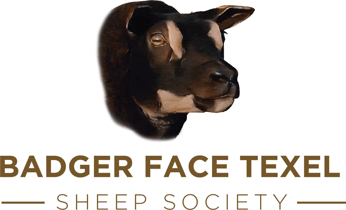 BADGER FACE TEXEL BREED STANDARD | Mysite