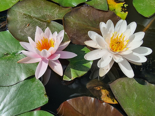 Rose Nymph | Brett's Watergarden