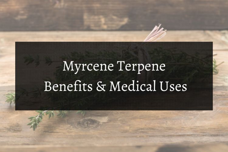Myrcene Terpene - Effects, Medical Uses, & More