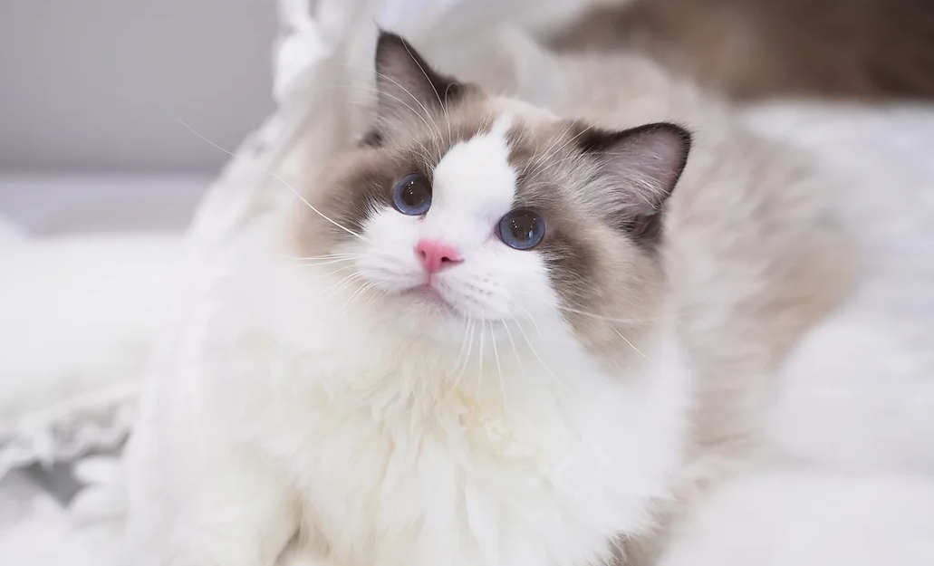 King AYA | RedEcho Ragdoll