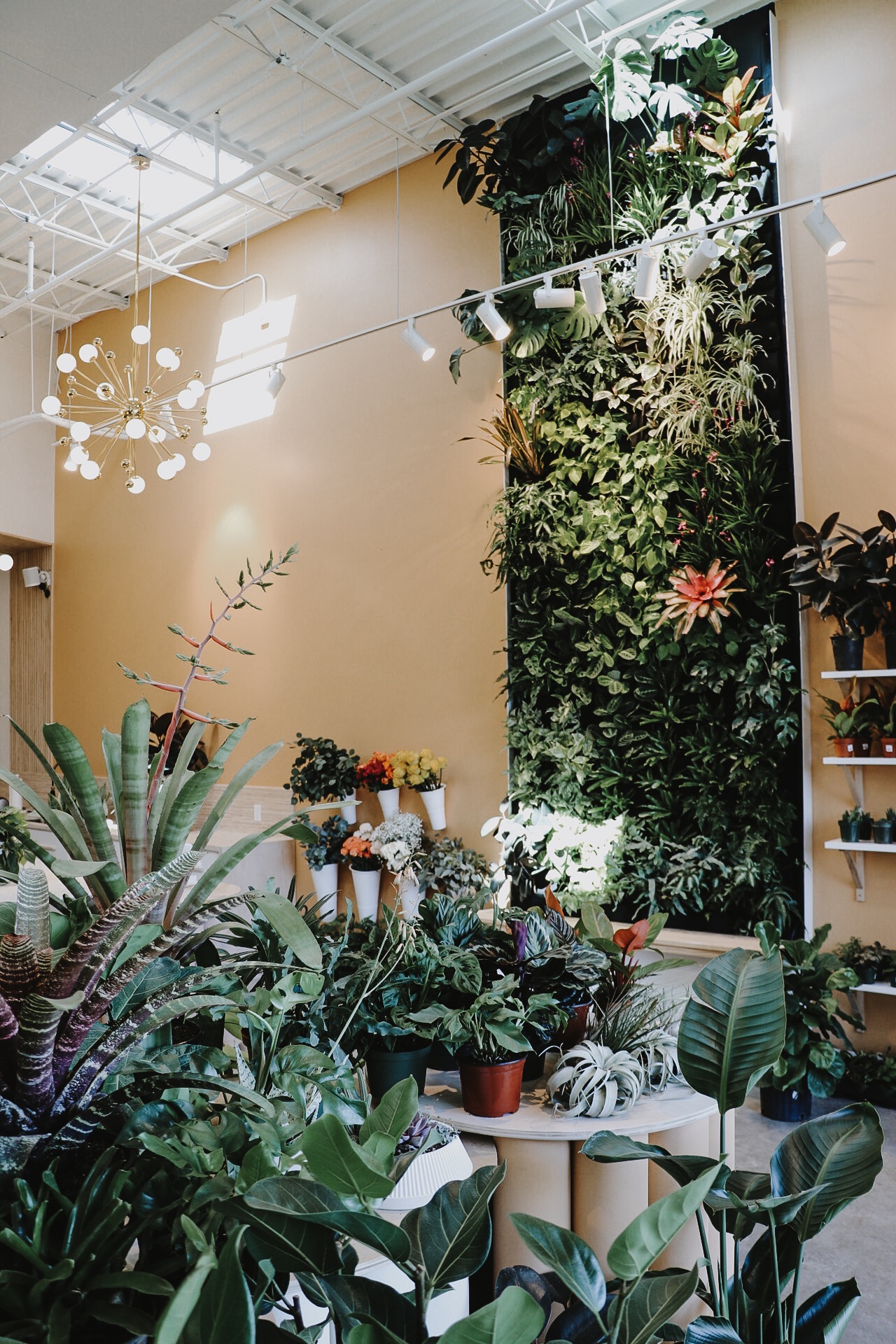 About The Flora Culture | Houston Interior Plant Design Company