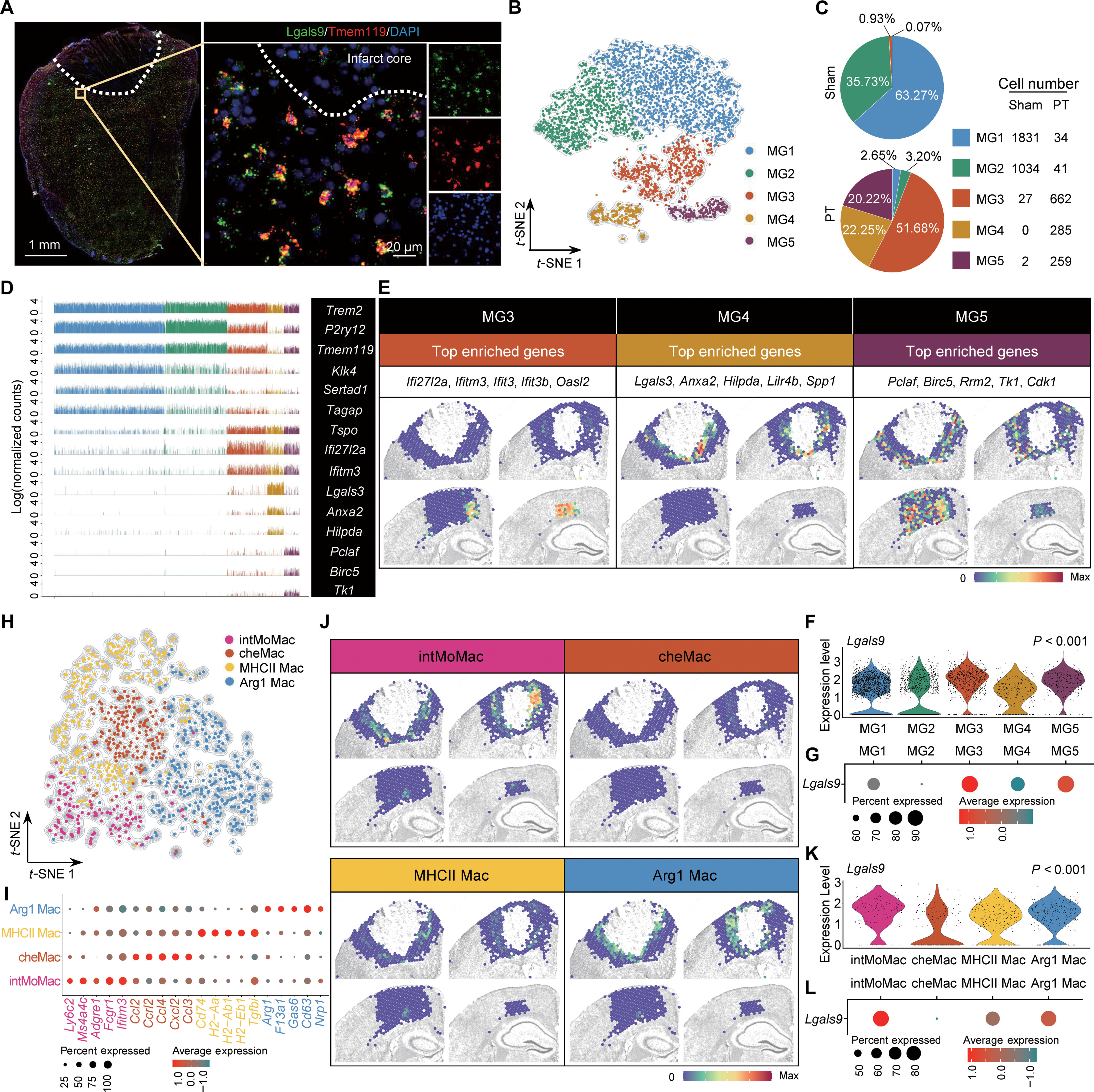 Integrating spatial and single-cell transcriptomics to characterize the ...