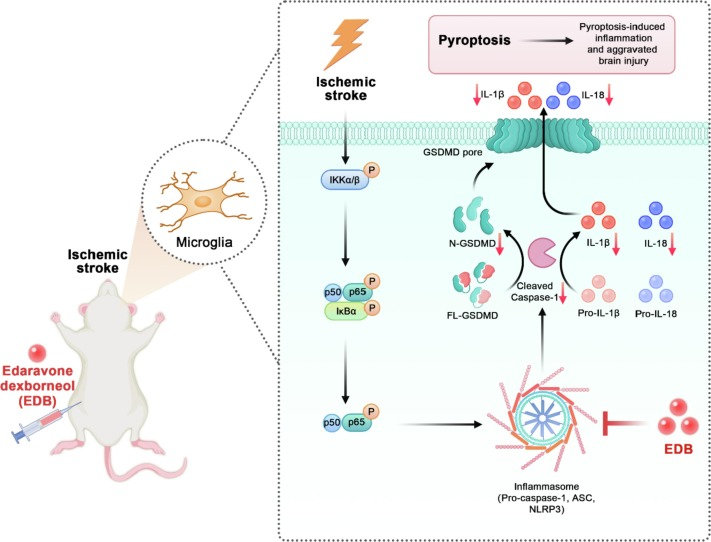 FDA Grants Breakthrough Therapy Designation to Edaravone Dexborneol ...