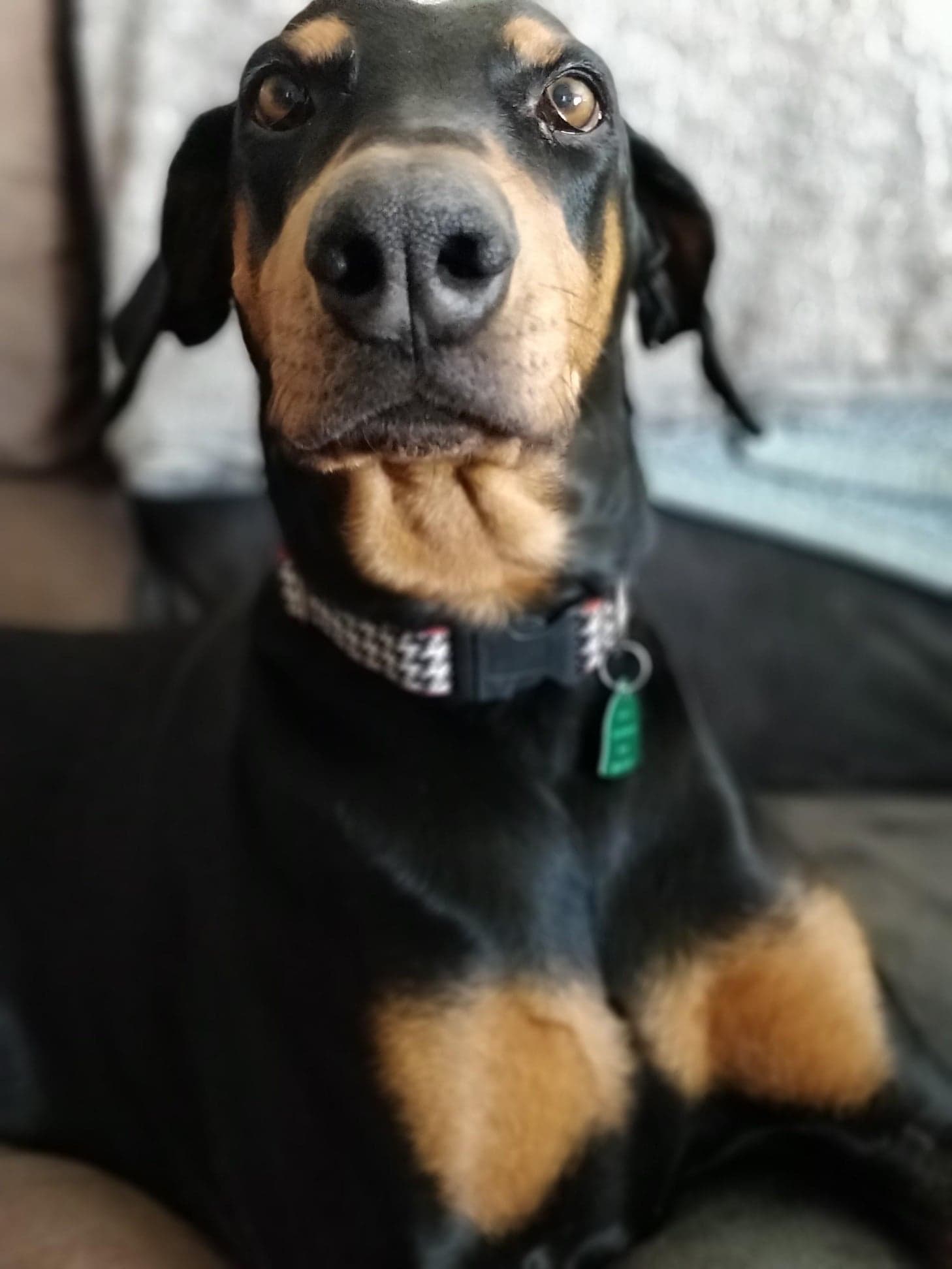 ABOUT DOBERMANS | savingdobermankind