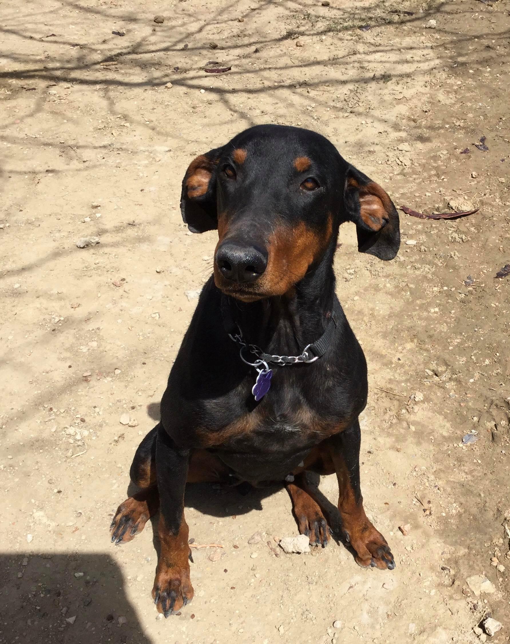 ABOUT DOBERMANS | savingdobermankind