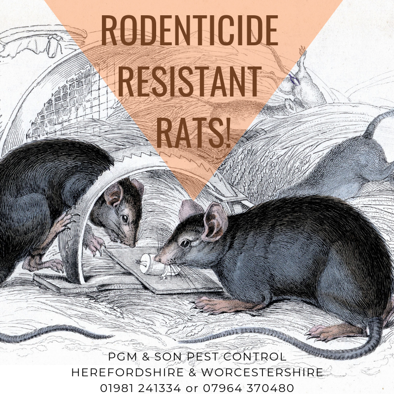 RODENTICIDE RESISTANT RATS!