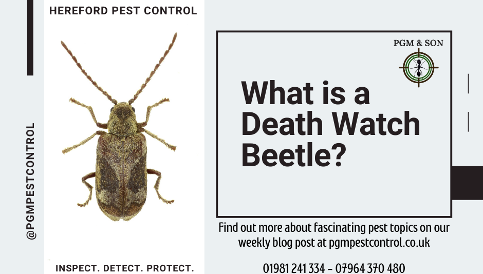 Looking at the Death Watch Beetle Hereford Herefordshire Worcester ...
