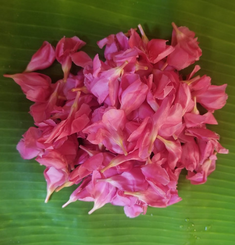 Arali/Ganneru | Sai Flowers Of Ohio