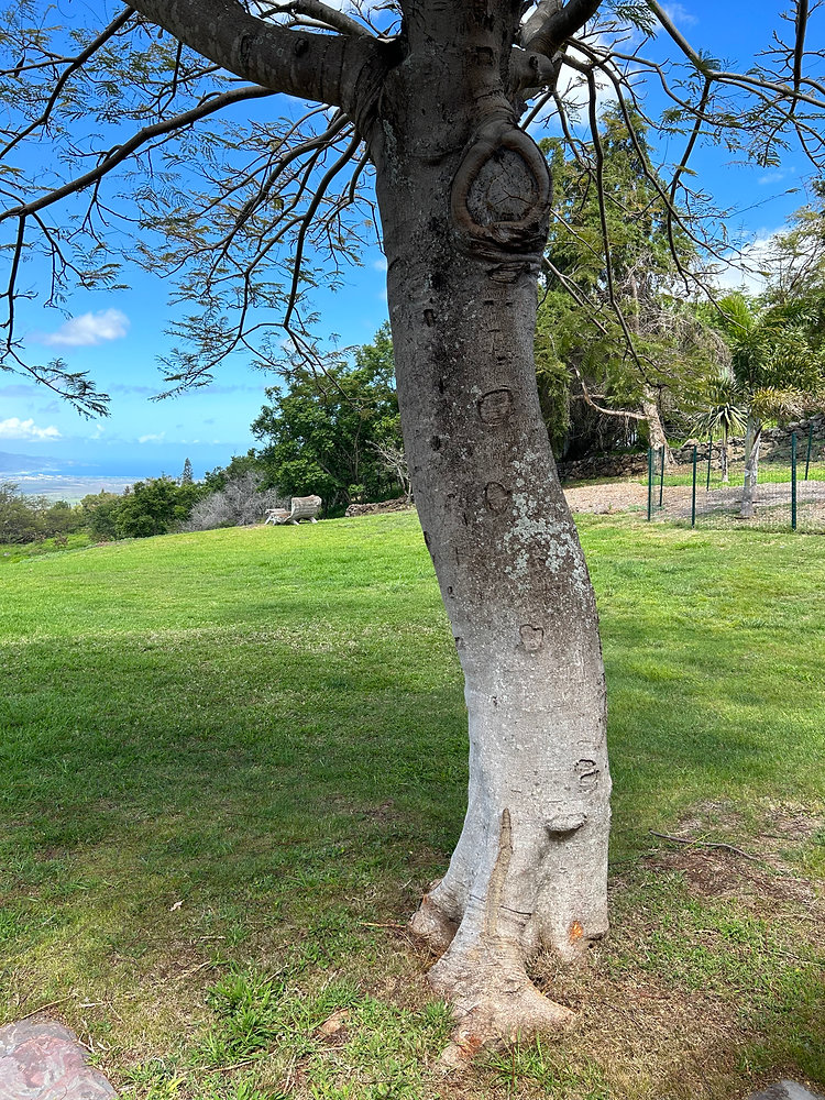 Ode to a Tree Named, Coeur