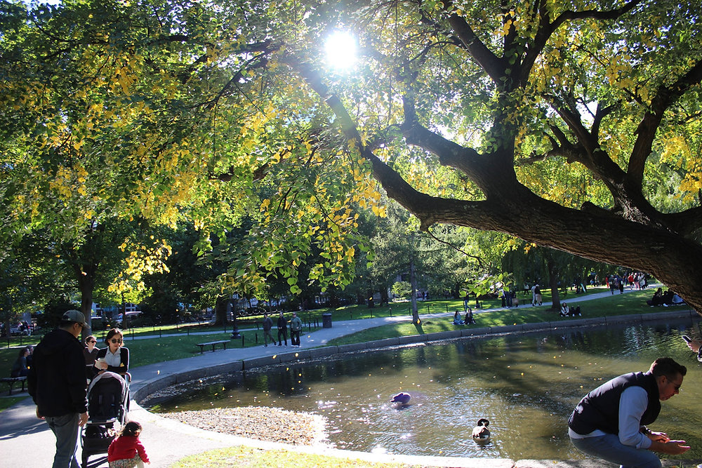 Boston's Best Green Spaces