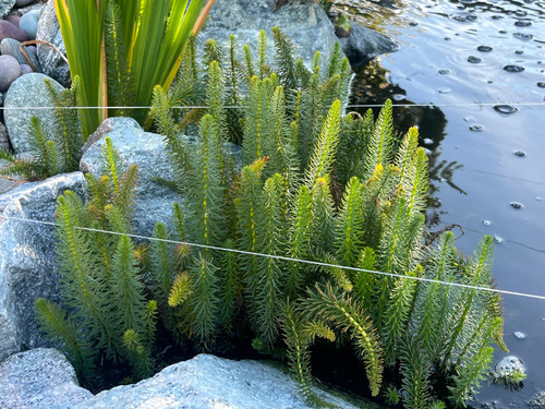 Marestail ‘Hippuris vulgaris’ | Swimming Jewels