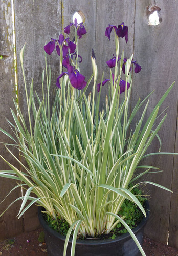 Iris ensata ‘Variegata’ | Swimming Jewels