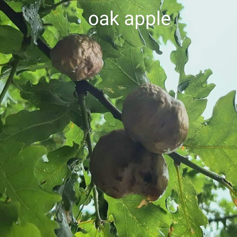 Funny shaped acorns?