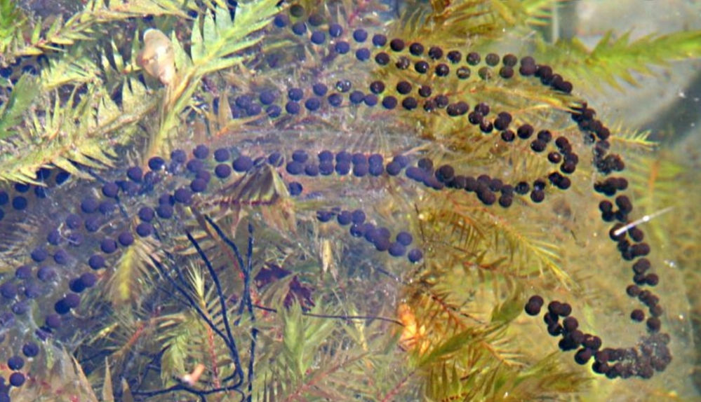 How to identify tadpoles and spawn.