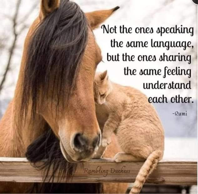 Animal healing workshop | NF nature and nurture