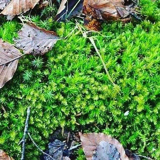 The mighty moss!