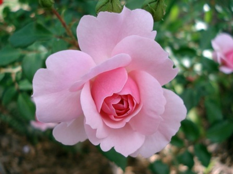 The Rose Guard
