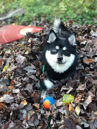 Pictures F1B | once-upon-a-pomsky