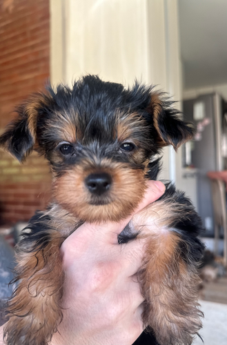 Rediculously Cute | My Site