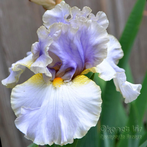 Ivory Ghost | Okapette Iris