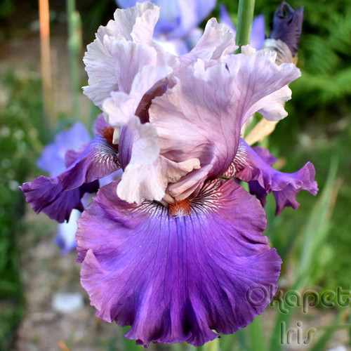 Dance a Dance | Okapette Iris