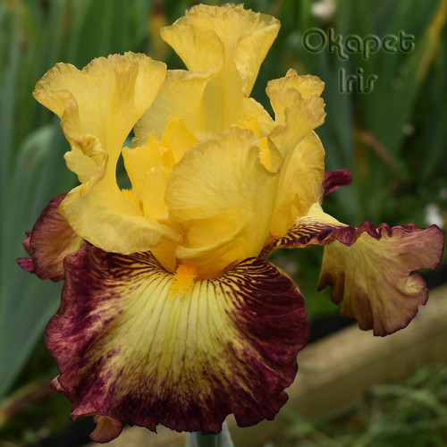 Ruby Fusion | Okapette Iris