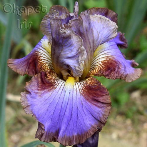Molokini | Okapette Iris