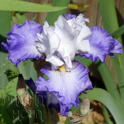 Deltaplane | Okapette Iris
