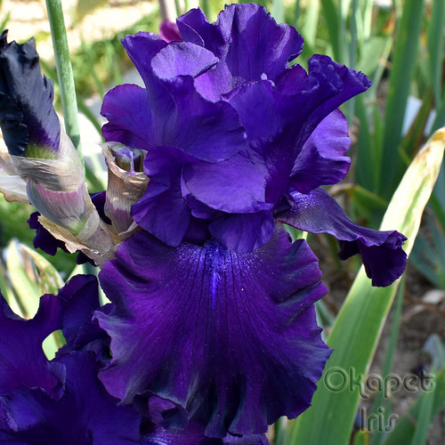 Secret Romance | Okapette Iris